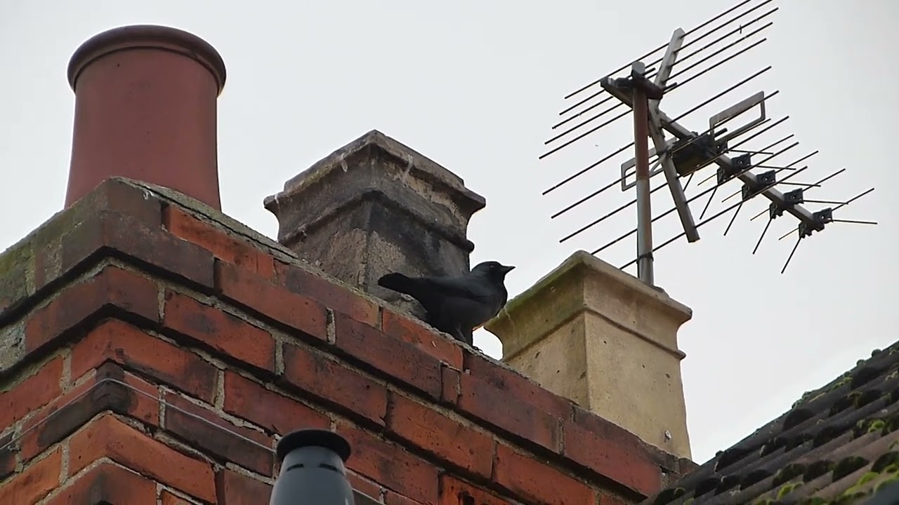 Jackdaws early morning, one at chimney house entance