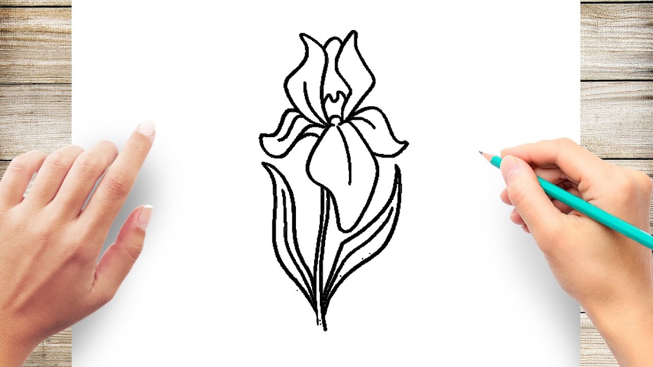How To Draw Iris Flower Step by Step