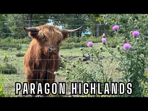 Meet the Paragon Highland Cows! Get Up & Close to Learn Their Story!