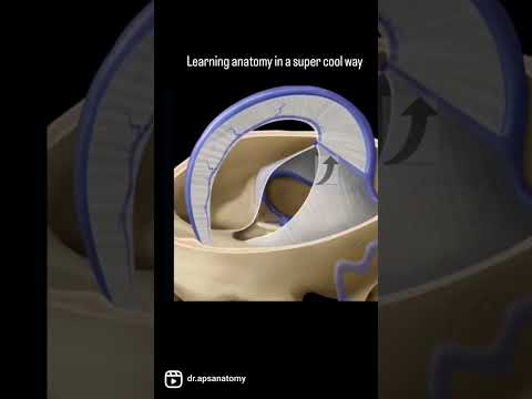 Folds of dura mater...and dural venous sinuses