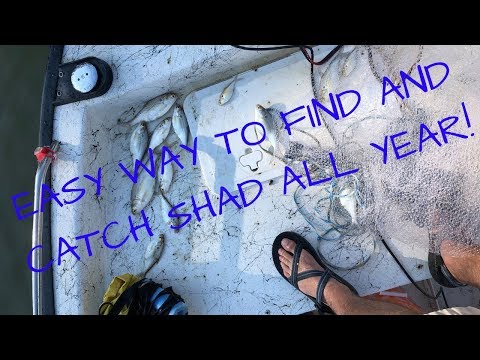 HOW AND WHERE TO CATCH GIZZARD SHAD YEAR- ROUND.