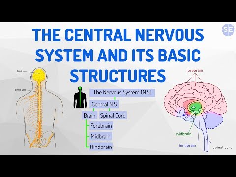 [Psychology] The Nervous System #03: The Central Nervous System And Its Basic Structures