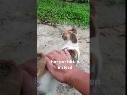 Got Bitten when i Petted a Stray Cat 😬 #shorts