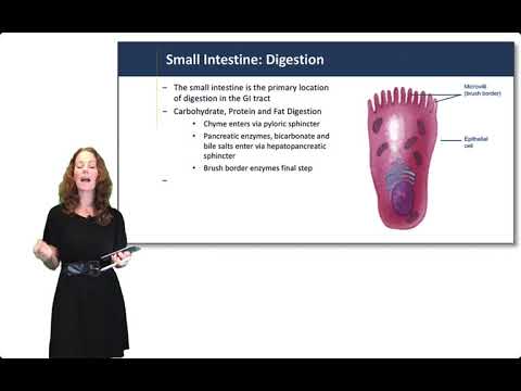 Digestive System: Small Intestine