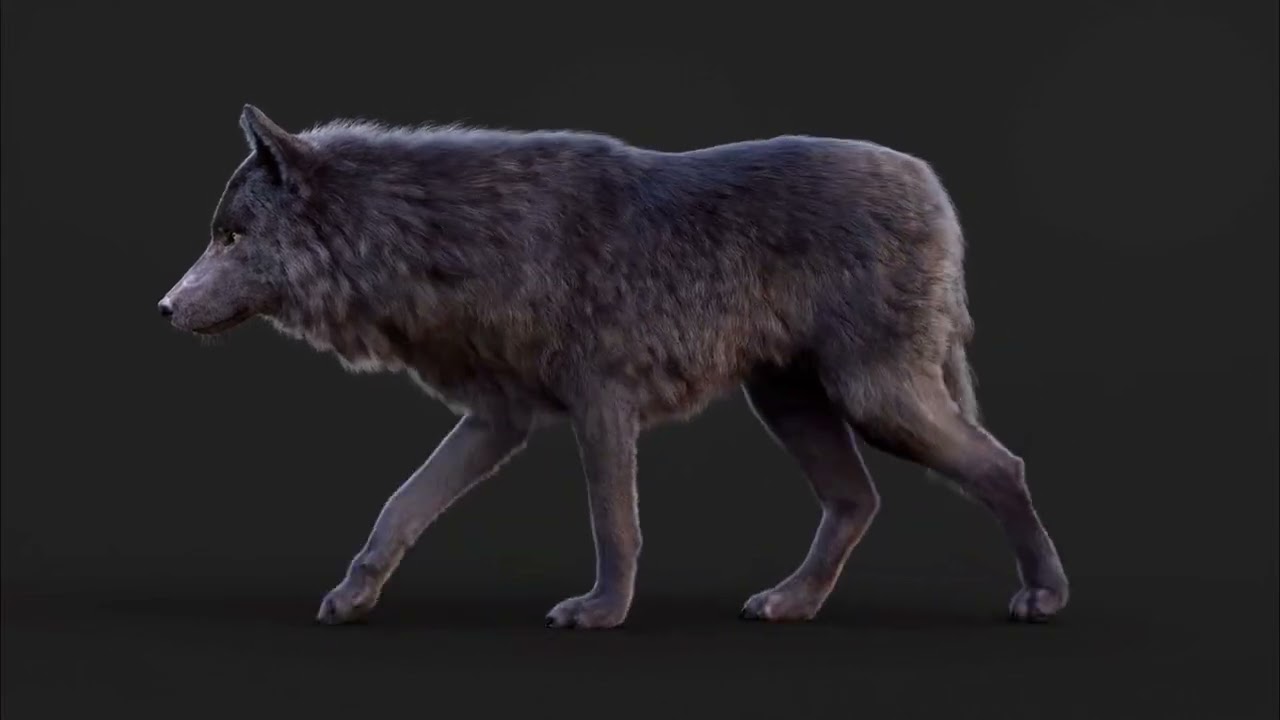 Black wolf animation cycle