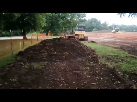 protecting a pecan tree in Jackson Tennessee