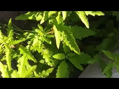 Things to know about epazote.
