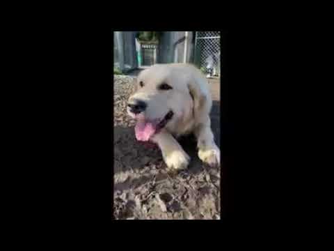 Pet care services-Bark kennels and cattery
