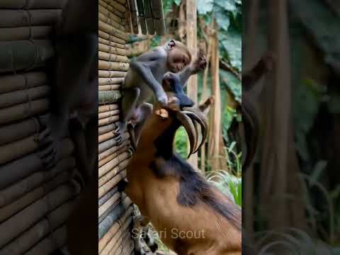 Monkey vs Goat #monkey #goat #goats #monkeylover #wildrift #wildanimals #cute #shortsfeed #views #fy