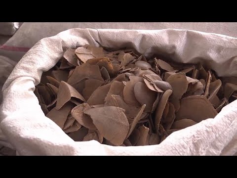 Wildlife bust in Thailand nets more than a ton of pangolin scales, authorities say
