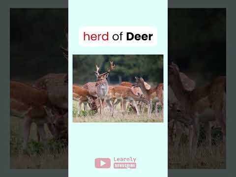 Learn Animal Group Names in English: #English #vocabulary #synonyms #knowledge #words #idioms #slang