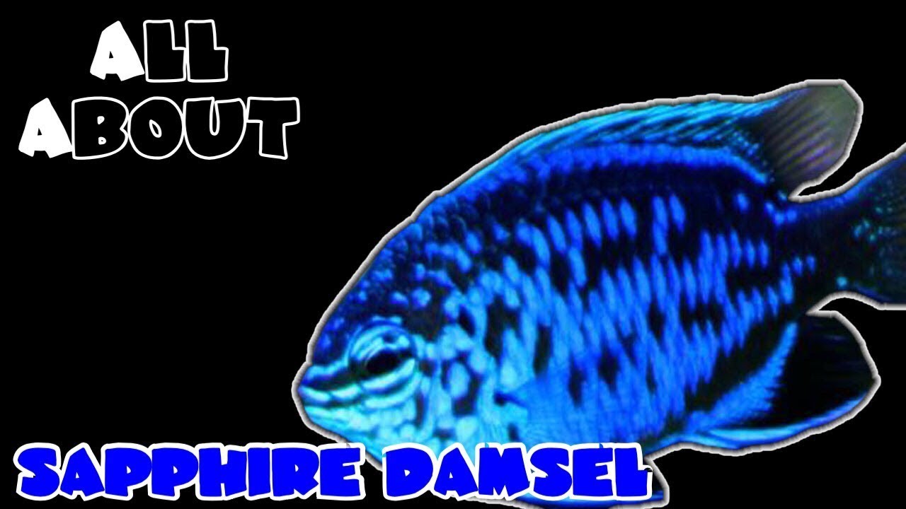 All About The Blue Sapphire Damselfish