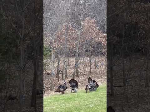 Best Wildlife Watching in Wisconsin: Wild Turkeys. #wildlife #wisconsin #wildturkeys #usaattractions