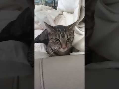 What name should Briar have?