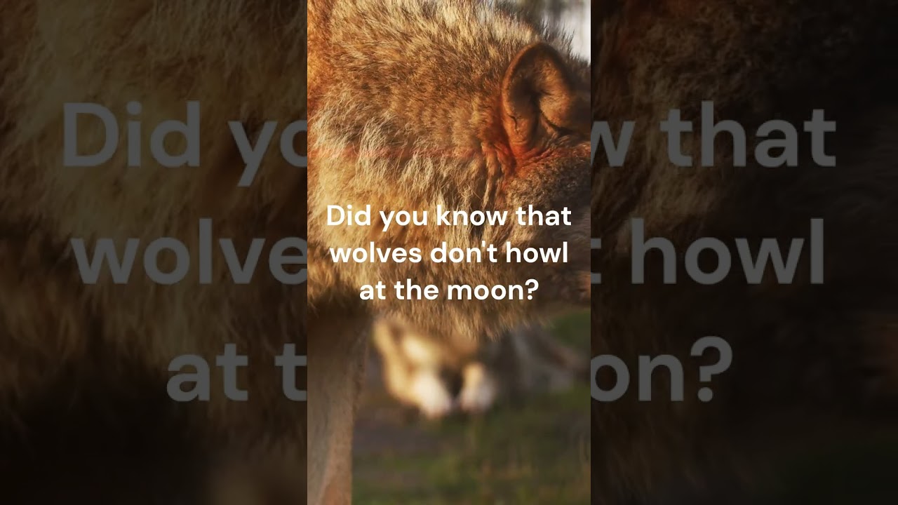 Did you know that wolves don't howl at the moon? #shorts
