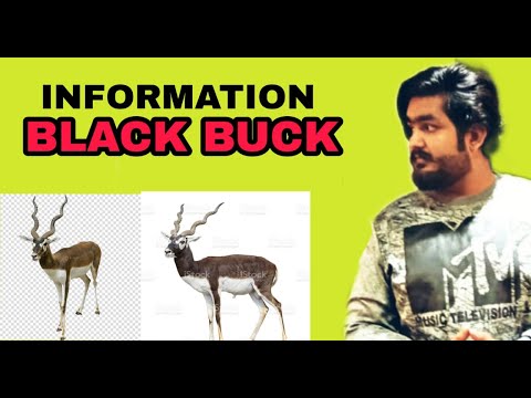Black buck | کالا ہرن | Information in Hindi/Urdu | by ch Abdullah shakeel