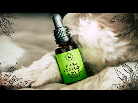Is CBD for Dogs a Good Idea