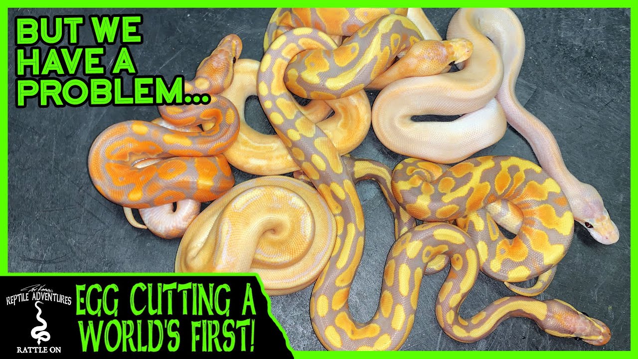 EGG CUTTING A WORLD'S FIRST BALL PYTHON! (but we have a problem...)