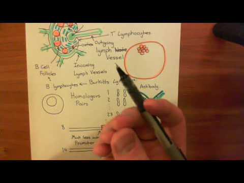 Burkitt's Lymphoma Part 2