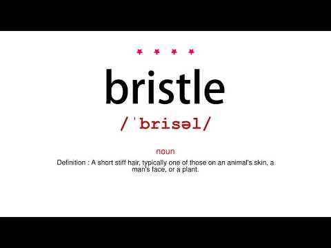How to pronounce bristle - Vocab Today