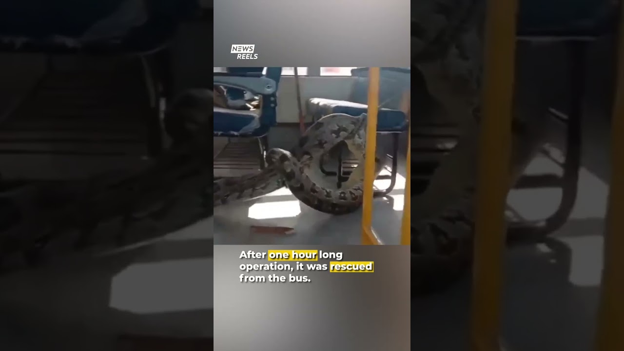 Huge Python Found In UP School Bus, Rescued And Set Free. #newsreels | #shorts