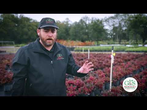 How to take care of your Loropetalum