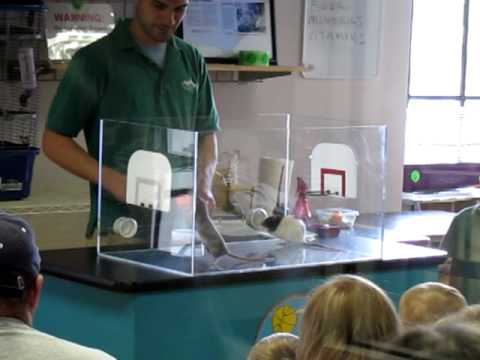 Rat Basketball-Science Museum of VA