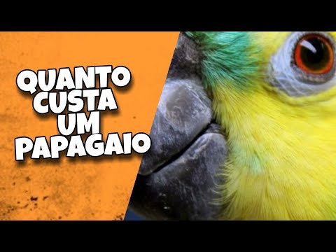 QUANTO CUSTA UM PAPAGAIO LEGALIZADO