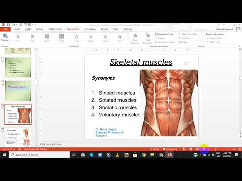 Anatomy of skeletal muscles