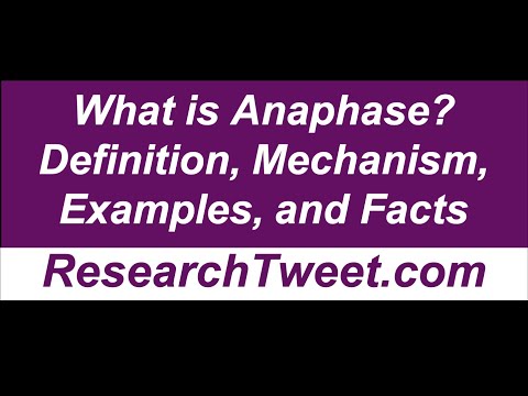 What is Anaphase? Definition, Mechanism, Examples, and Facts