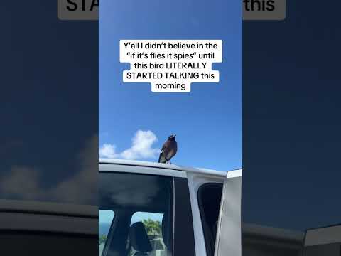 No way bird lands on women's car and just starts talking.