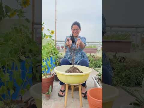 How to grow healthy snake plant #gardening