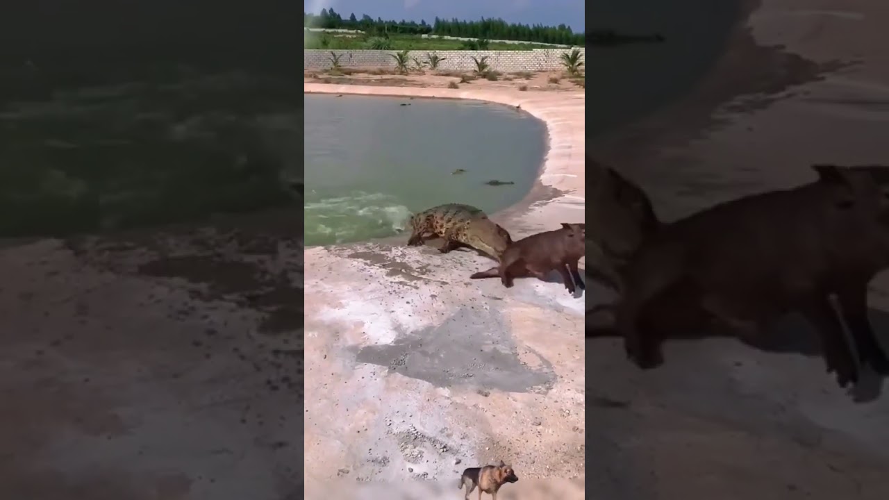 youtube best funny shorts