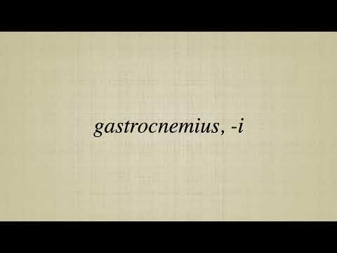 gastrocnemius, i