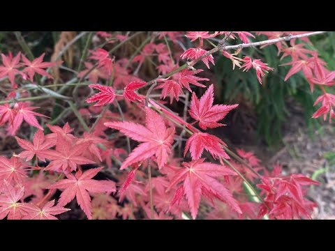 Shin deshojo Japanese maple in zone 10B, April 2023
