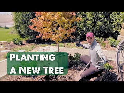 Planting a Northwind Maple Tree 🌳 🍁 || Wyse Guide