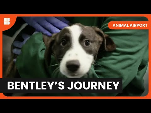 Rescued Puppy's Journey - Animal Airport - S02 EP05 - Animal Documentary