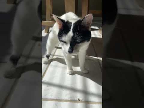 Disabled Tail-Less Kitty Has Overcome Tremendous Obstacles - Now Faces His Greatest Challenge Yet
