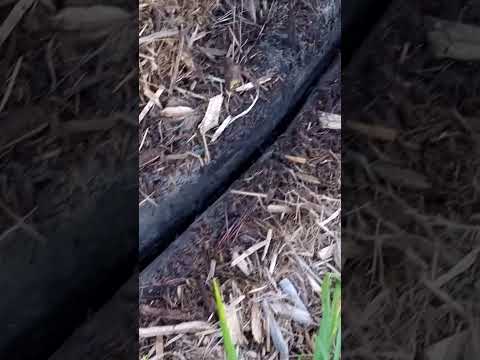 Easiest way to dig trench for direct bury