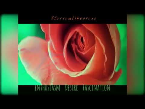 The Meaning of an Orange Rose