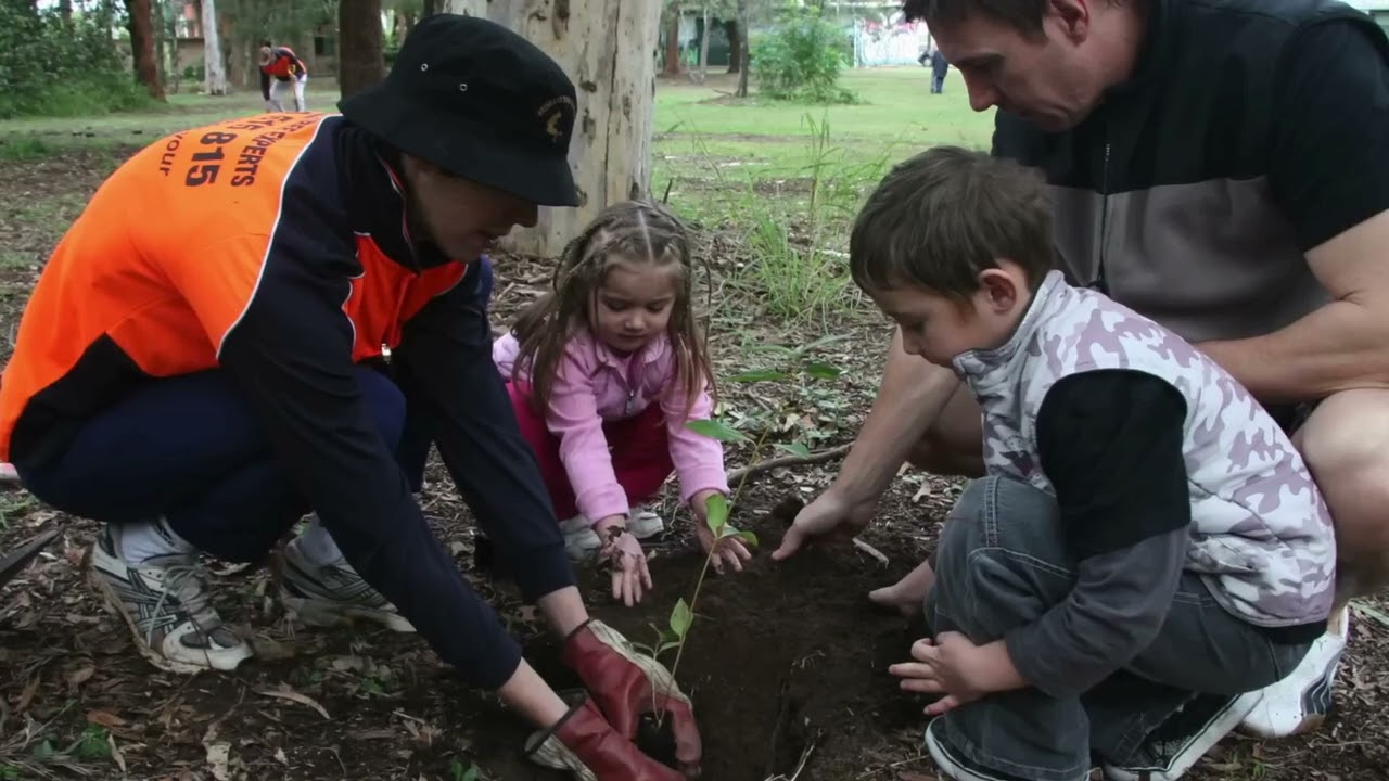 Brisbane Tree Experts- Tree Care and Tree Removal Brisbane