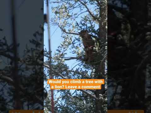 Lion stuck in a tree! Bow Hunting Cougars