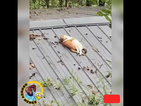 WHY ARE YOU STILL SINGLE? FUNNY MEME|RELATIONSHIP MEME!|LAUGH OUT LOUD