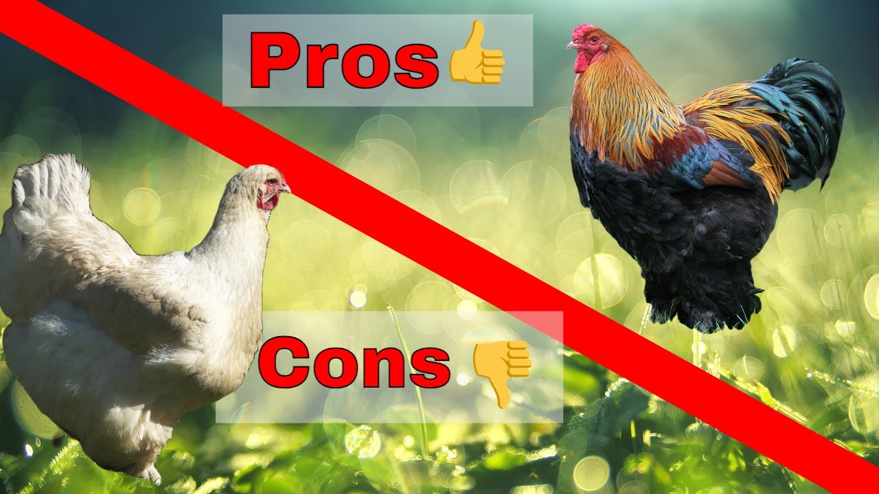 Pros and cons of keeping Brahma chickens