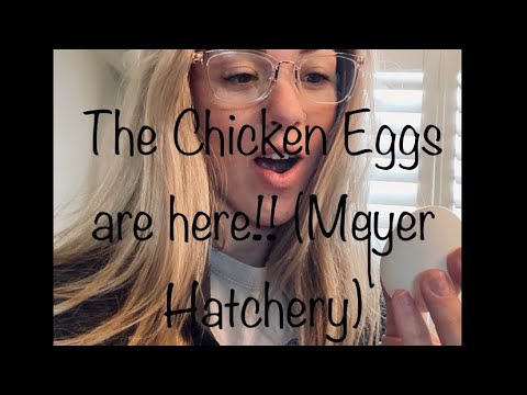 The Eggs are here 🥚 (unboxing and setting of Meyer hatchery eggs)