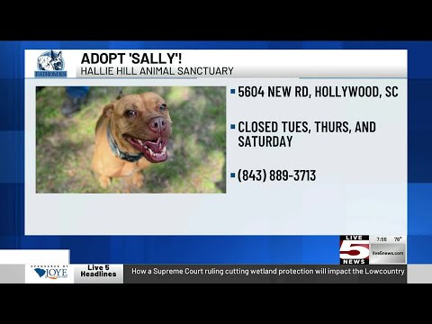 VIDEO: Waggin’ Wednesday: Meet Sally