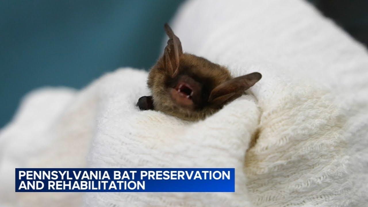 Bats in Philadelphia: Night Flyers of October