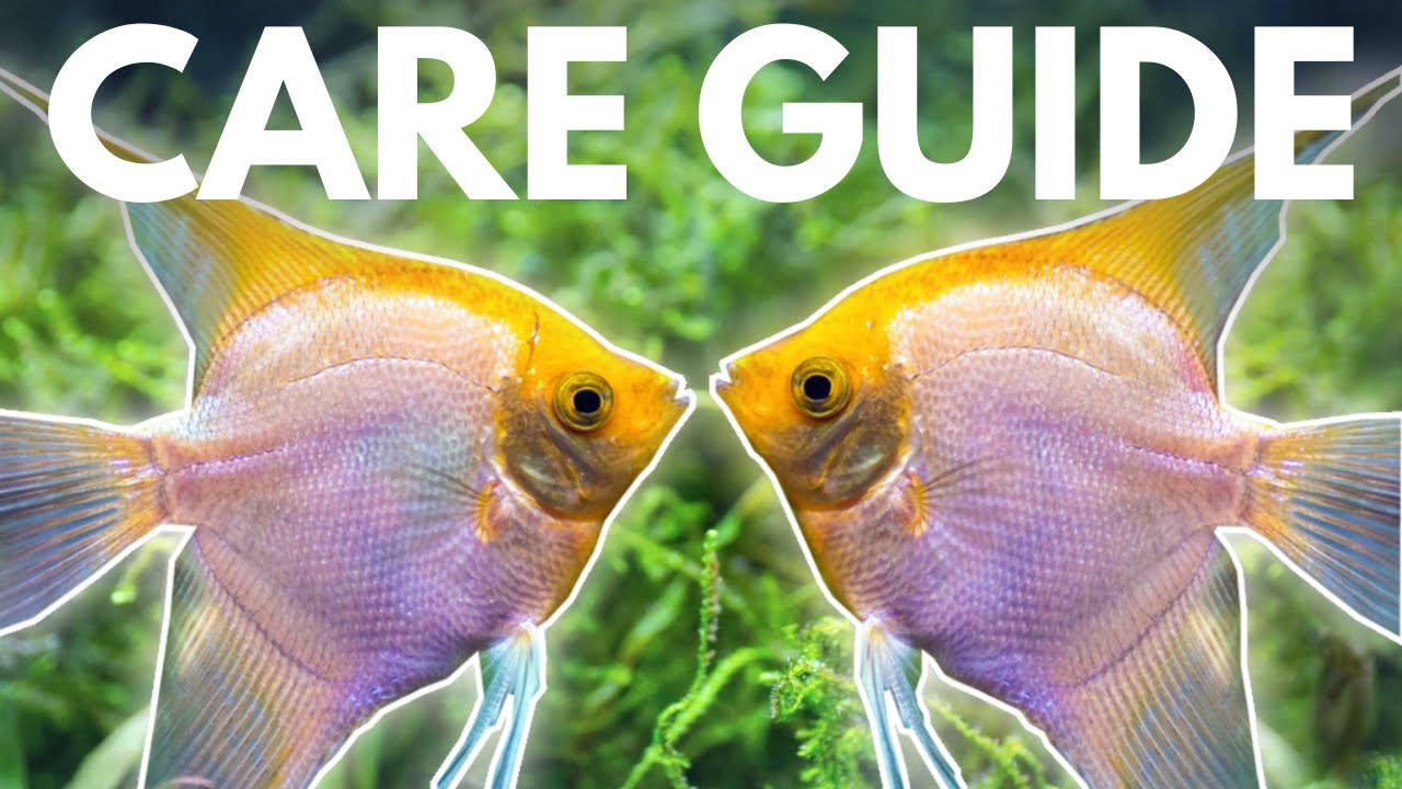 How to Care for Angelfish (Beginner Guide)