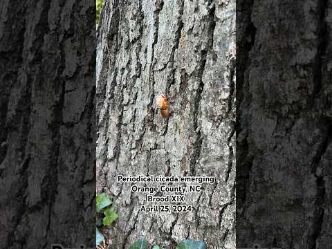 Periodical cicada emerging Orange County, NCBrood XIXApril 25, 2024 full version