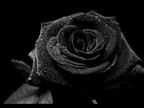 Most Beautiful Black Rose You Have Ever Seen